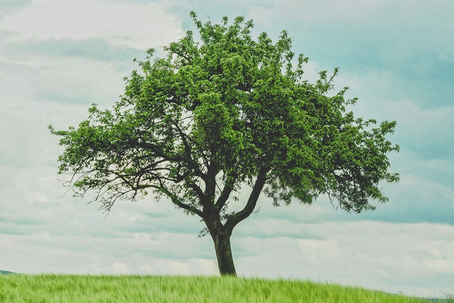 5 melhores árvores para fazer sombra e que não incomodam para limpar